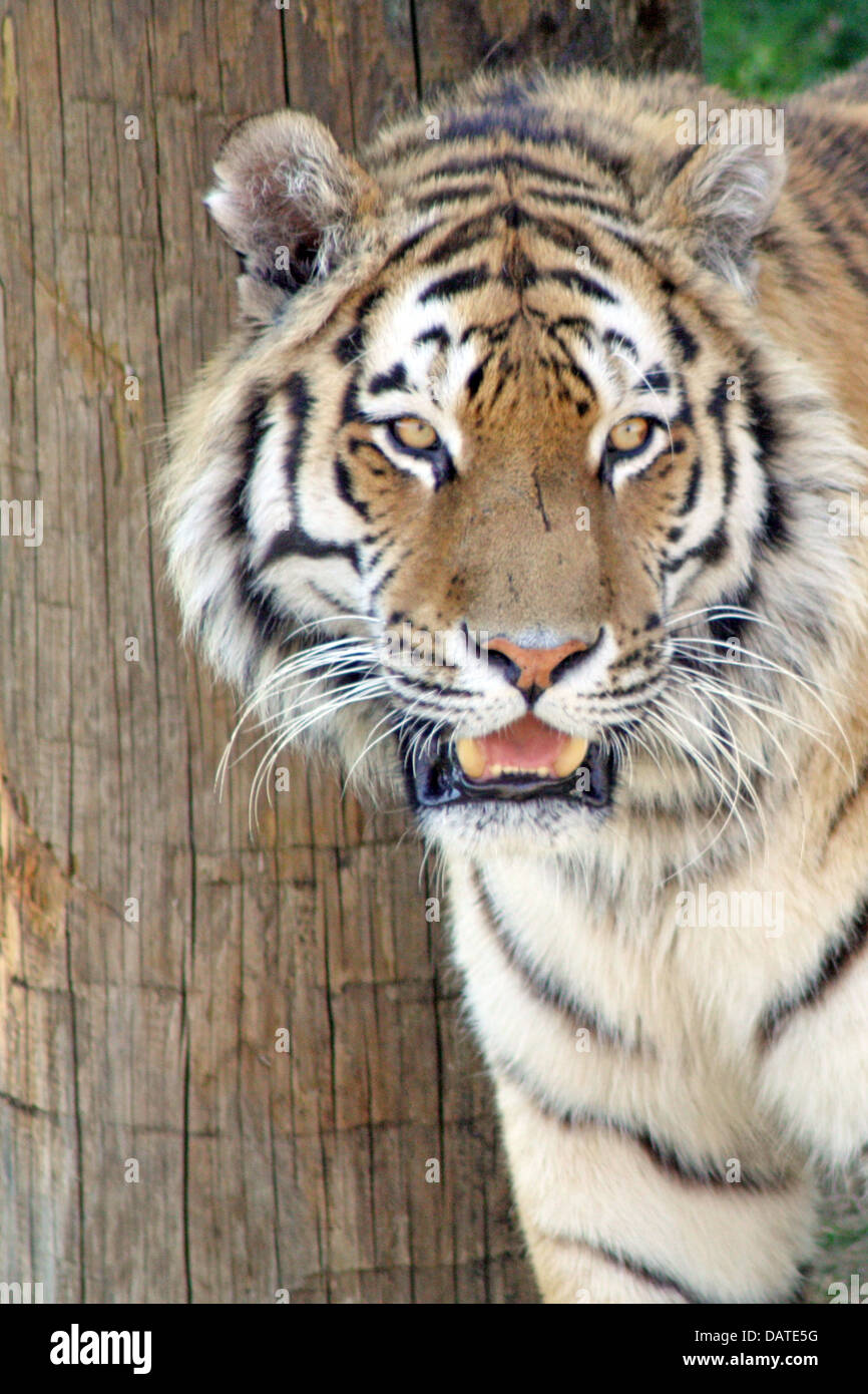 Hunt tiger hunt hunter tiger hi-res stock photography and images - Alamy