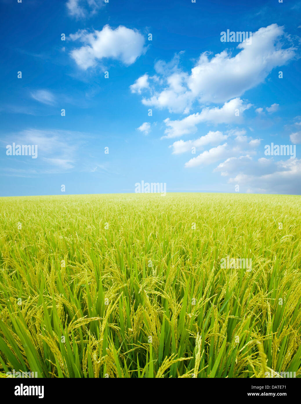 Paddy rice field Stock Photo - Alamy