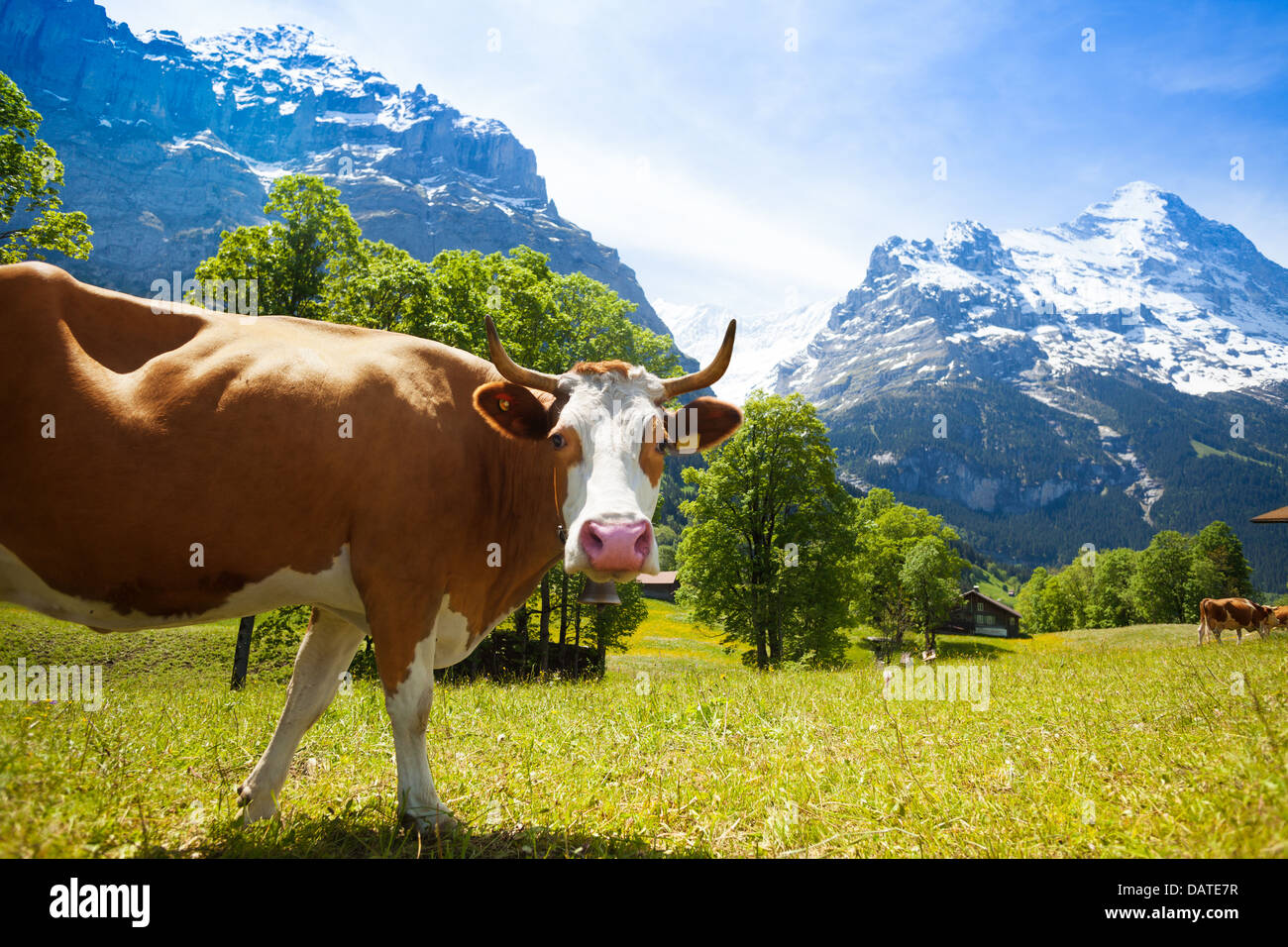 Cow turning head to camera with mountains and snow on backgrounds Stock ...