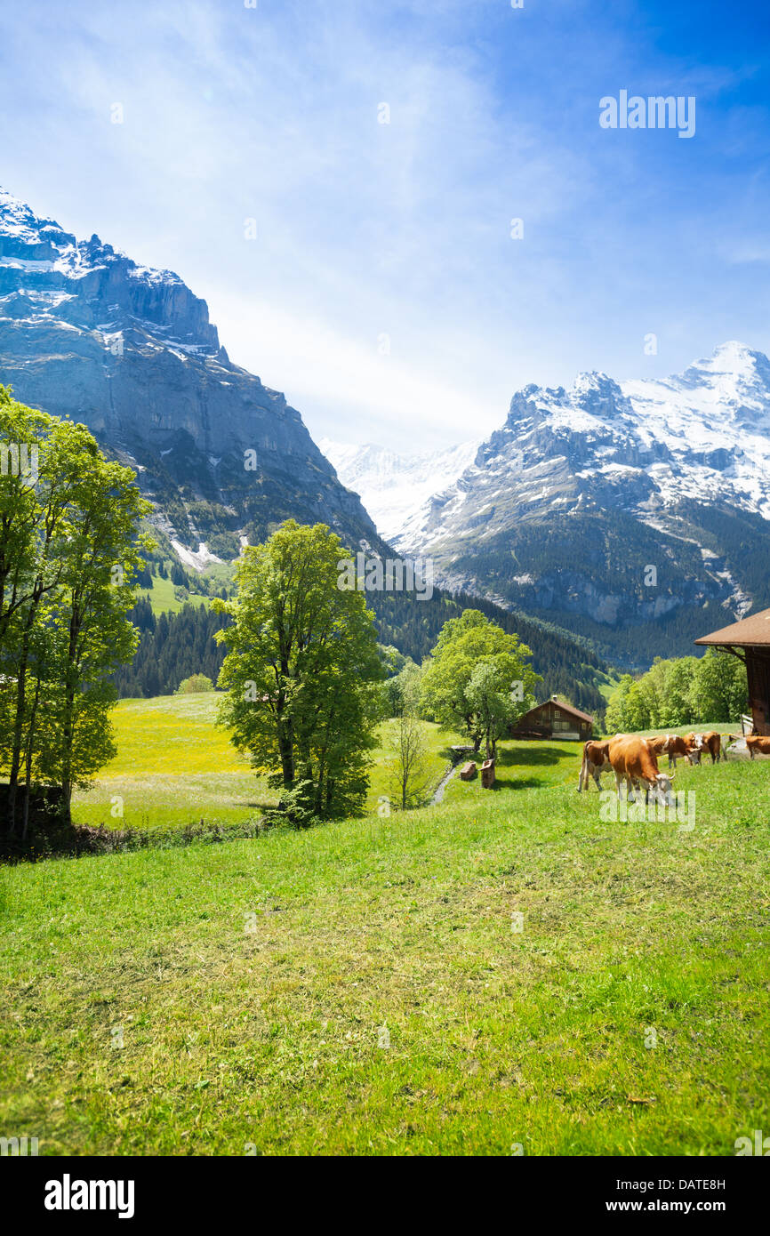 Switzerland landscape with cows and snow caps mountains Stock Photo - Alamy