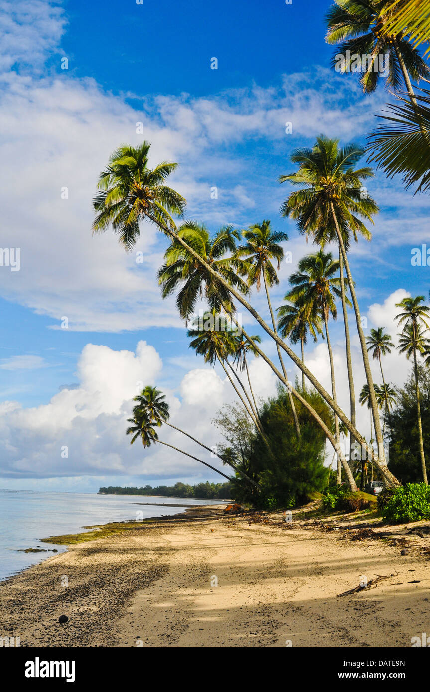 Island Beach with Palm Trees Stock Photo - Alamy