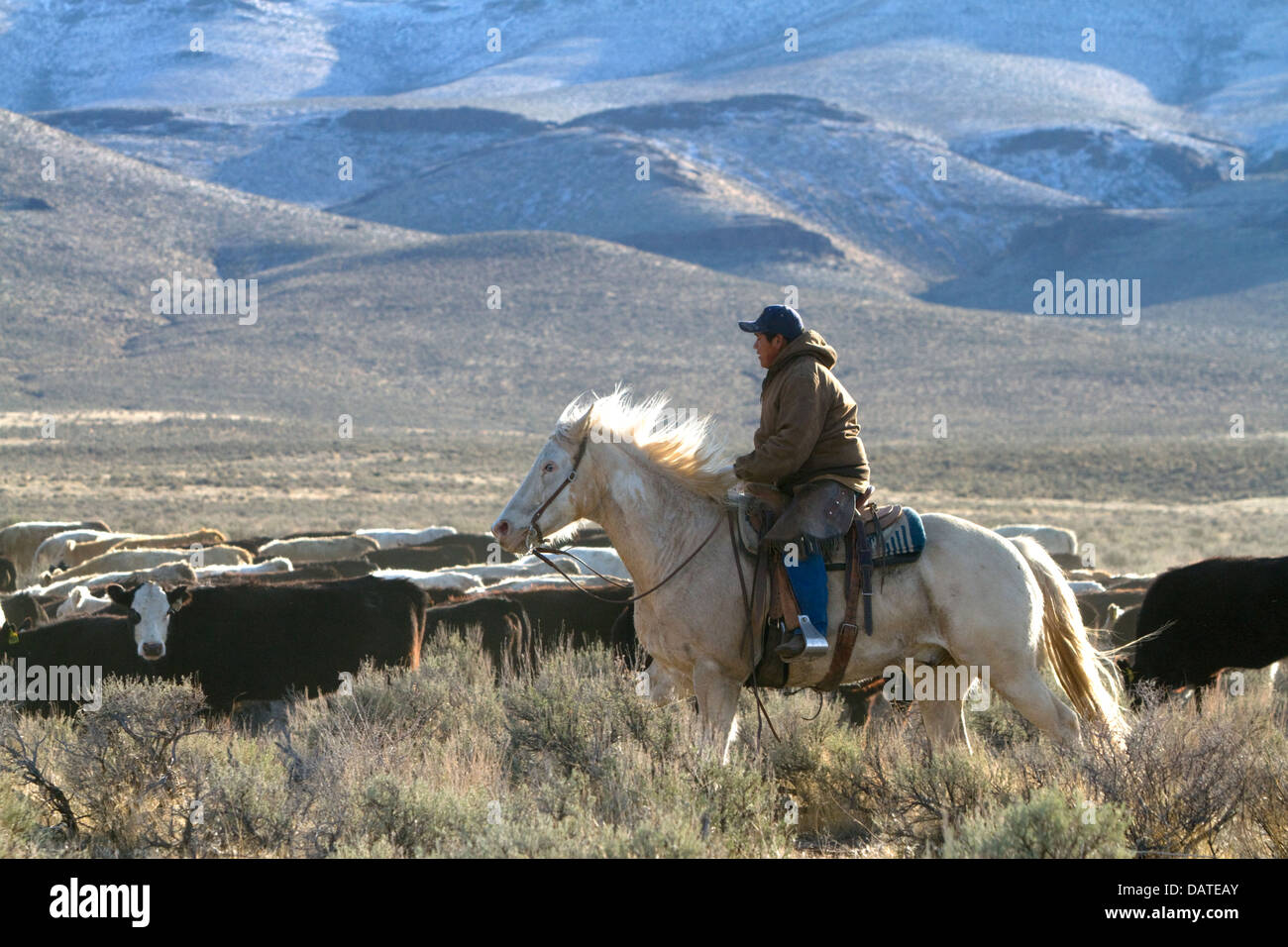 Native american indian cowboy herding cattle near McDermitt, Nevada ...