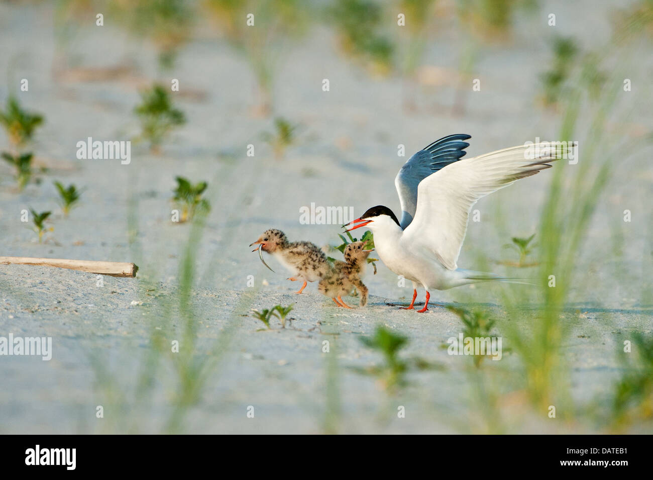 Common terns with chicks hi-res stock photography and images - Alamy