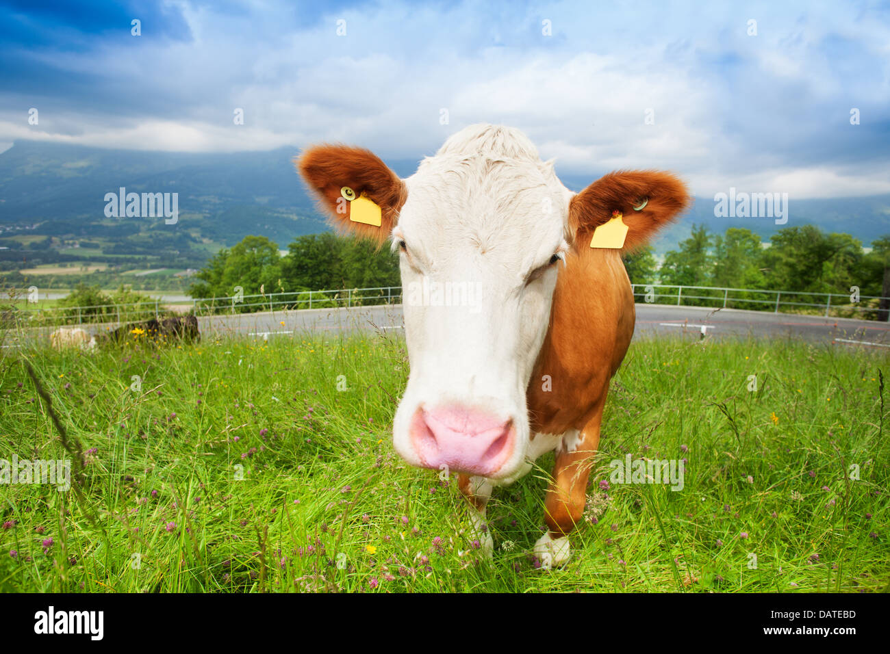 Closeup of snout of a cow on the pasture Stock Photo - Alamy