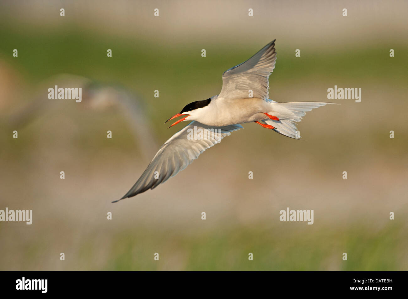 Common tern in flight hi-res stock photography and images - Alamy