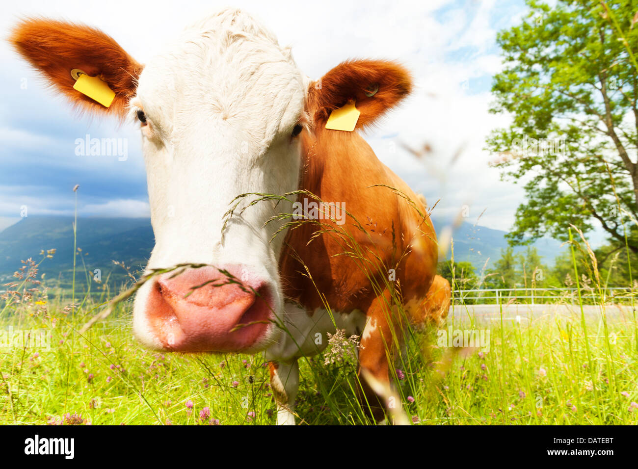 Horns on snout hi-res stock photography and images - Alamy