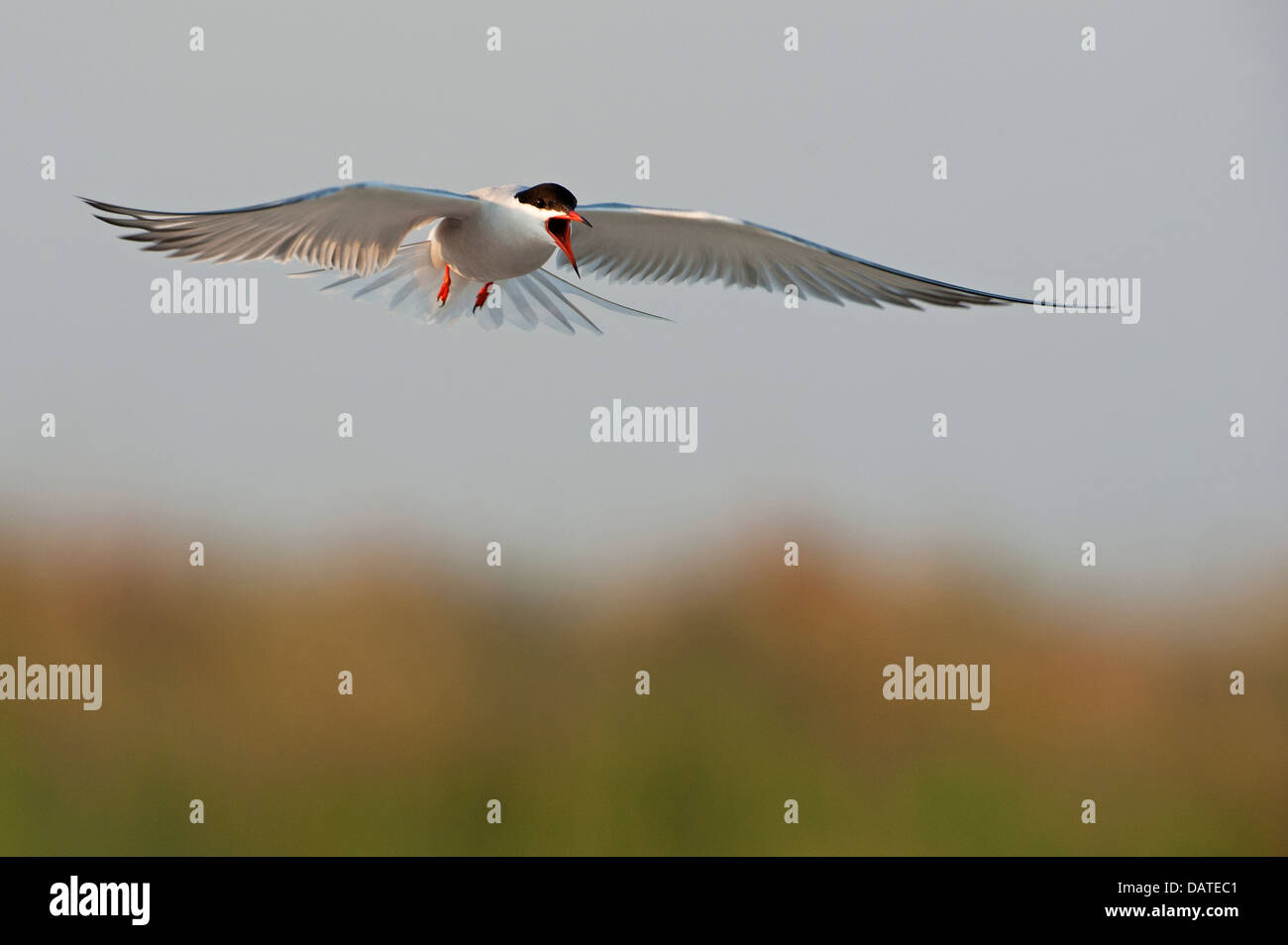 Common tern vocalizing above nesting grounds Stock Photo - Alamy