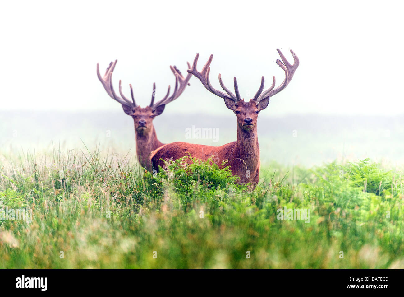 Thick mist hi-res stock photography and images - Alamy
