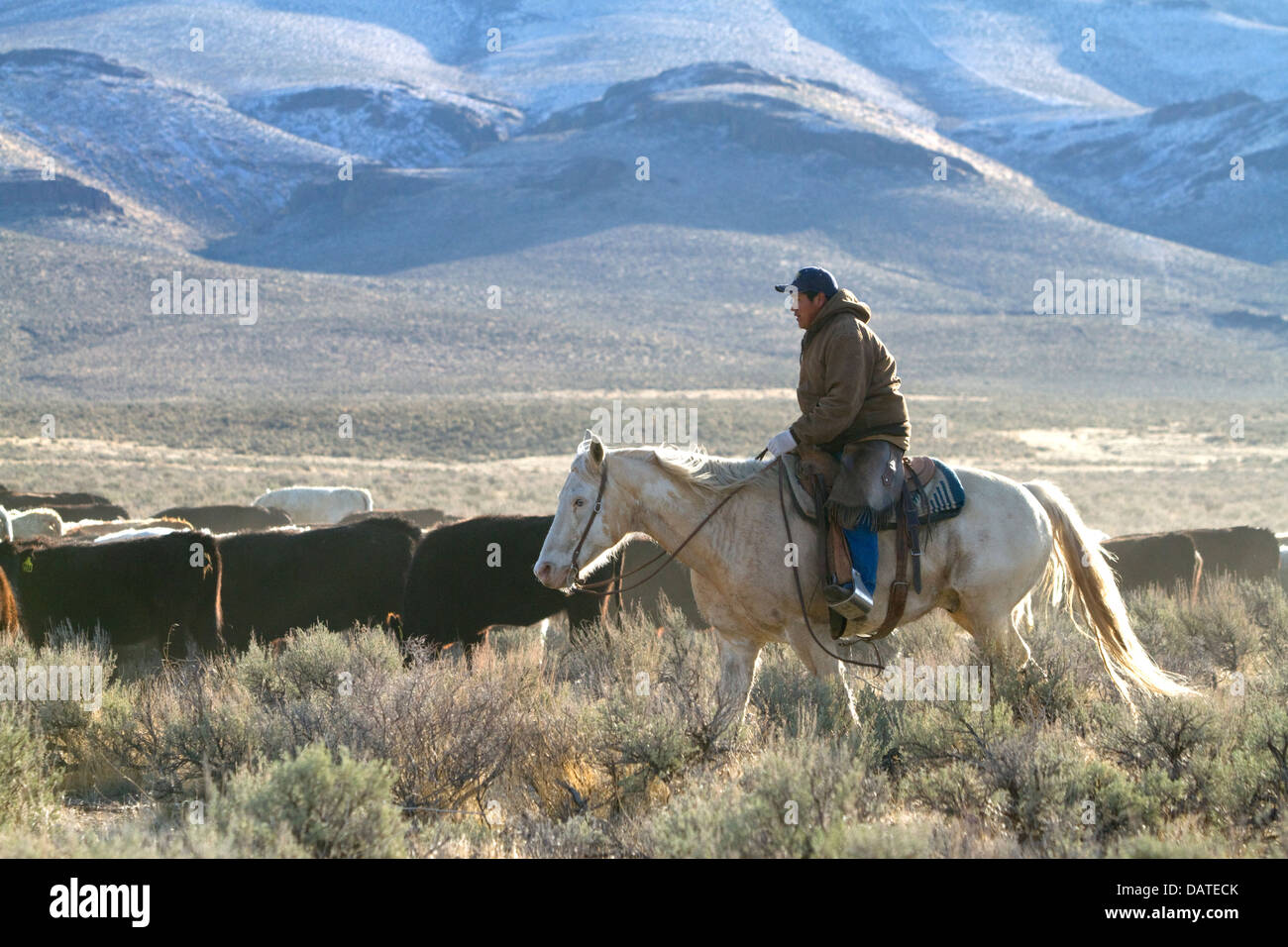 Native american indian cowboy herding cattle near McDermitt, Nevada ...