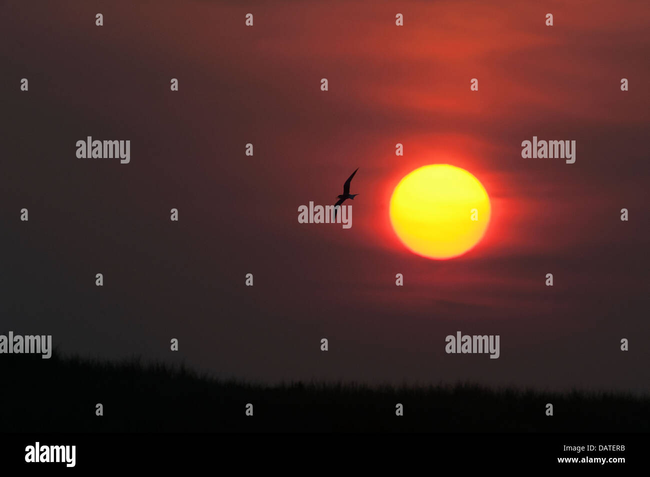 Common tern flight at dawn Stock Photo - Alamy