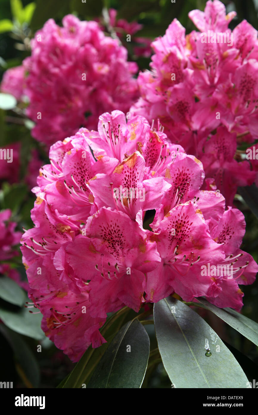Rhododendron in full bloom hi-res stock photography and images - Alamy