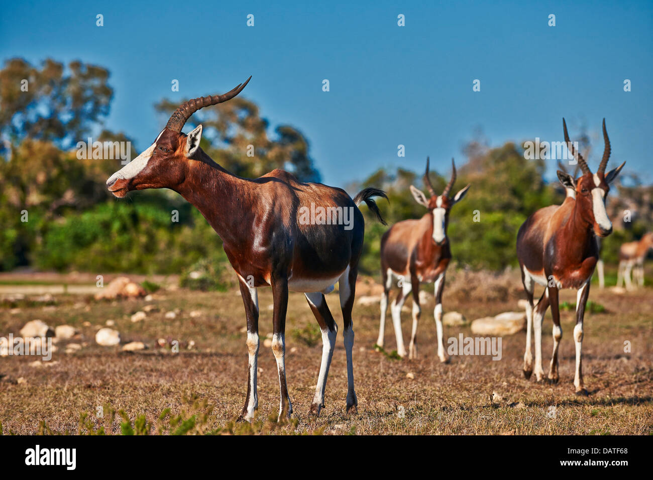 Bontebok hi-res stock photography and images - Alamy