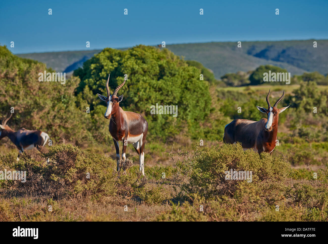 Bontebok hi-res stock photography and images - Alamy