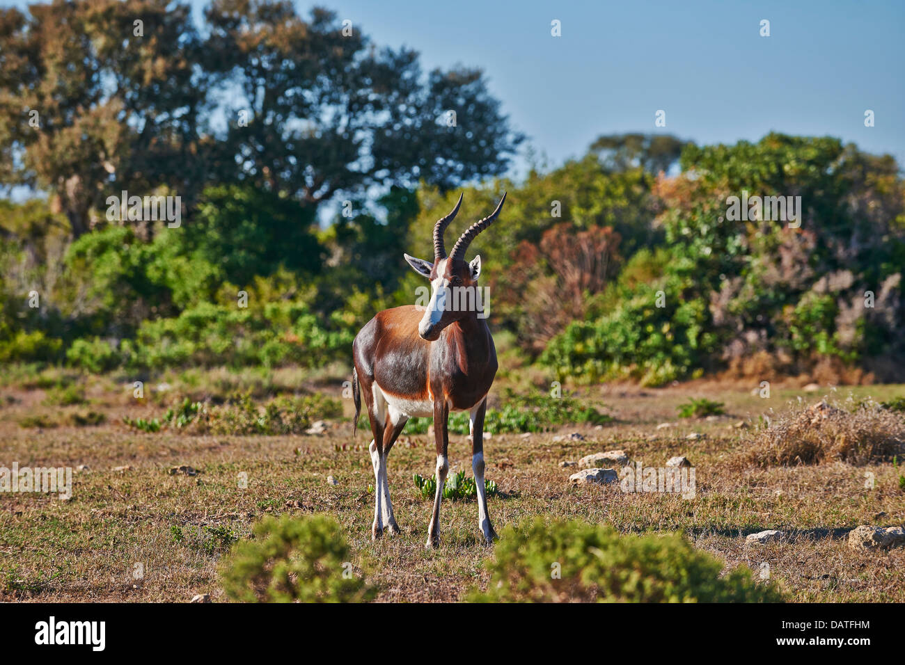 Damaliscus pygargus pygarus hi-res stock photography and images - Alamy