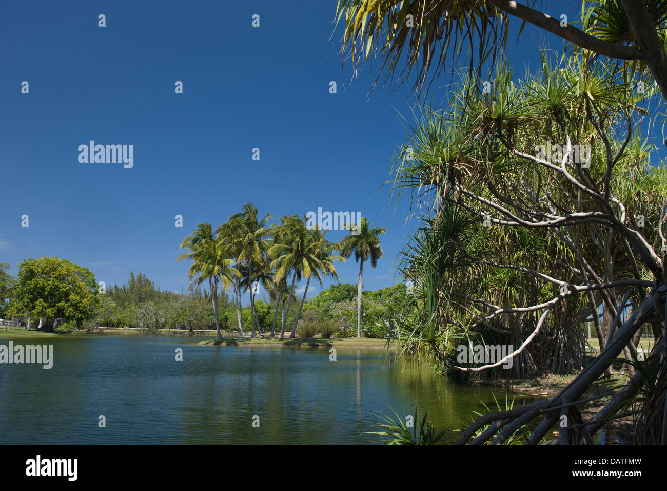 Pandanus hi-res stock photography and images - Alamy