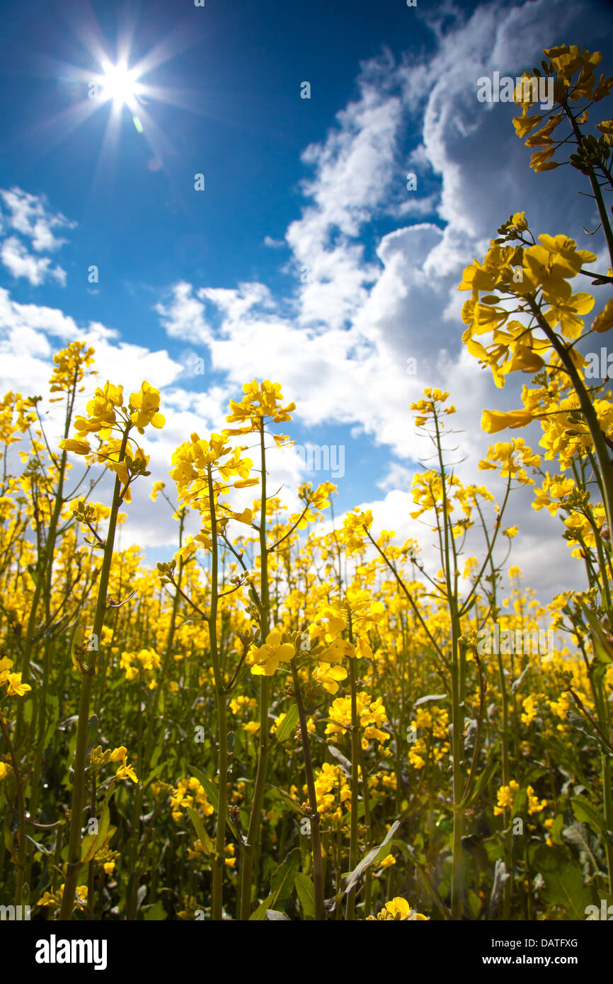 Surrounded by oilseed rape in beautiful spring sunshine with four ...