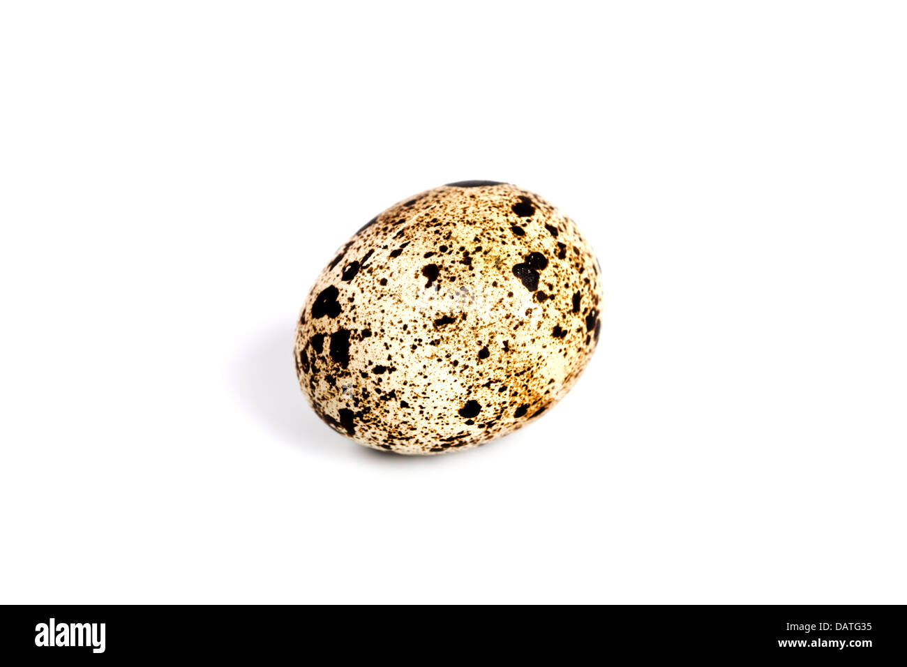 Intact egg shell hi-res stock photography and images - Alamy