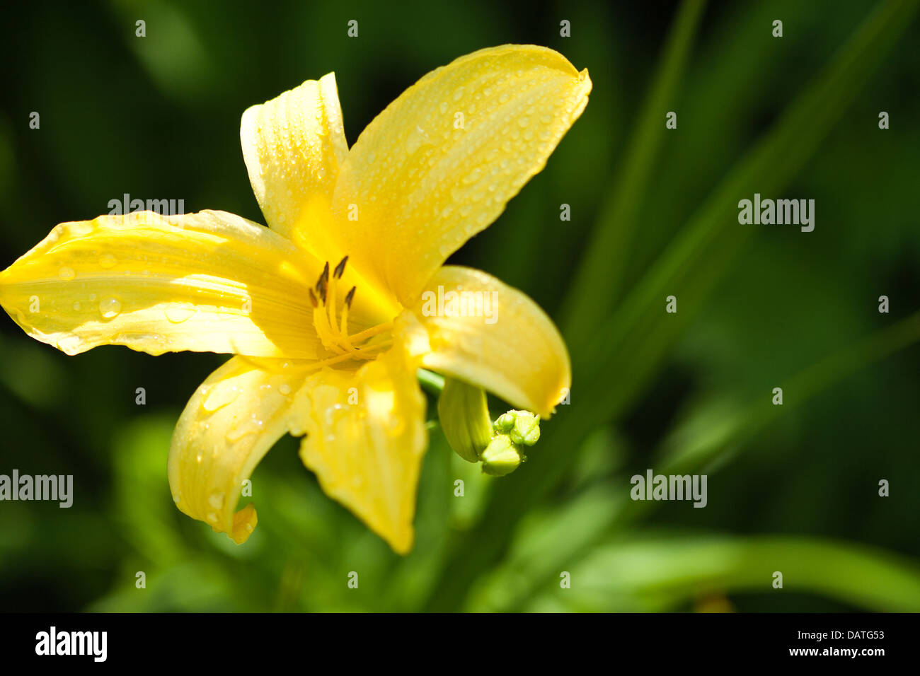 yellow lily flower Stock Photo - Alamy