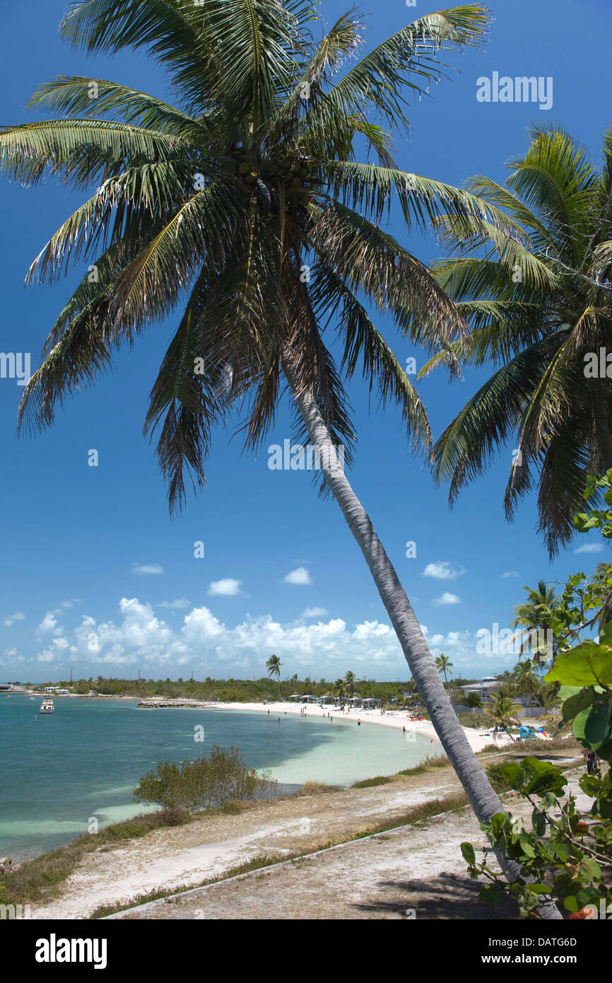 PALM TREES CALUSA BEACH BAHIA HONDA STATE PARK BAHIA HONDA KEY FLORIDA ...
