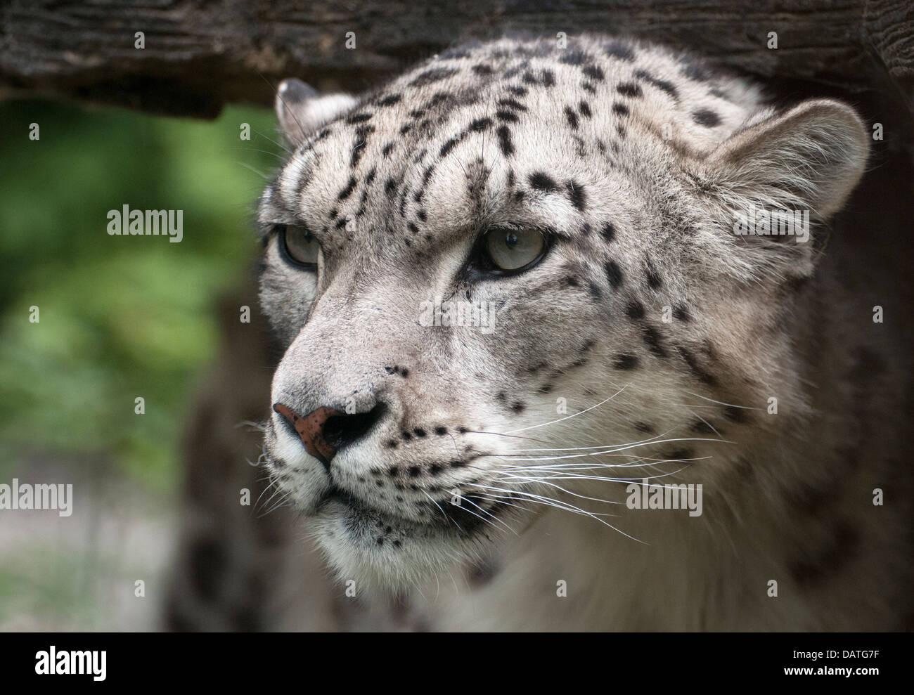 Snow leopard nose hi-res stock photography and images - Alamy