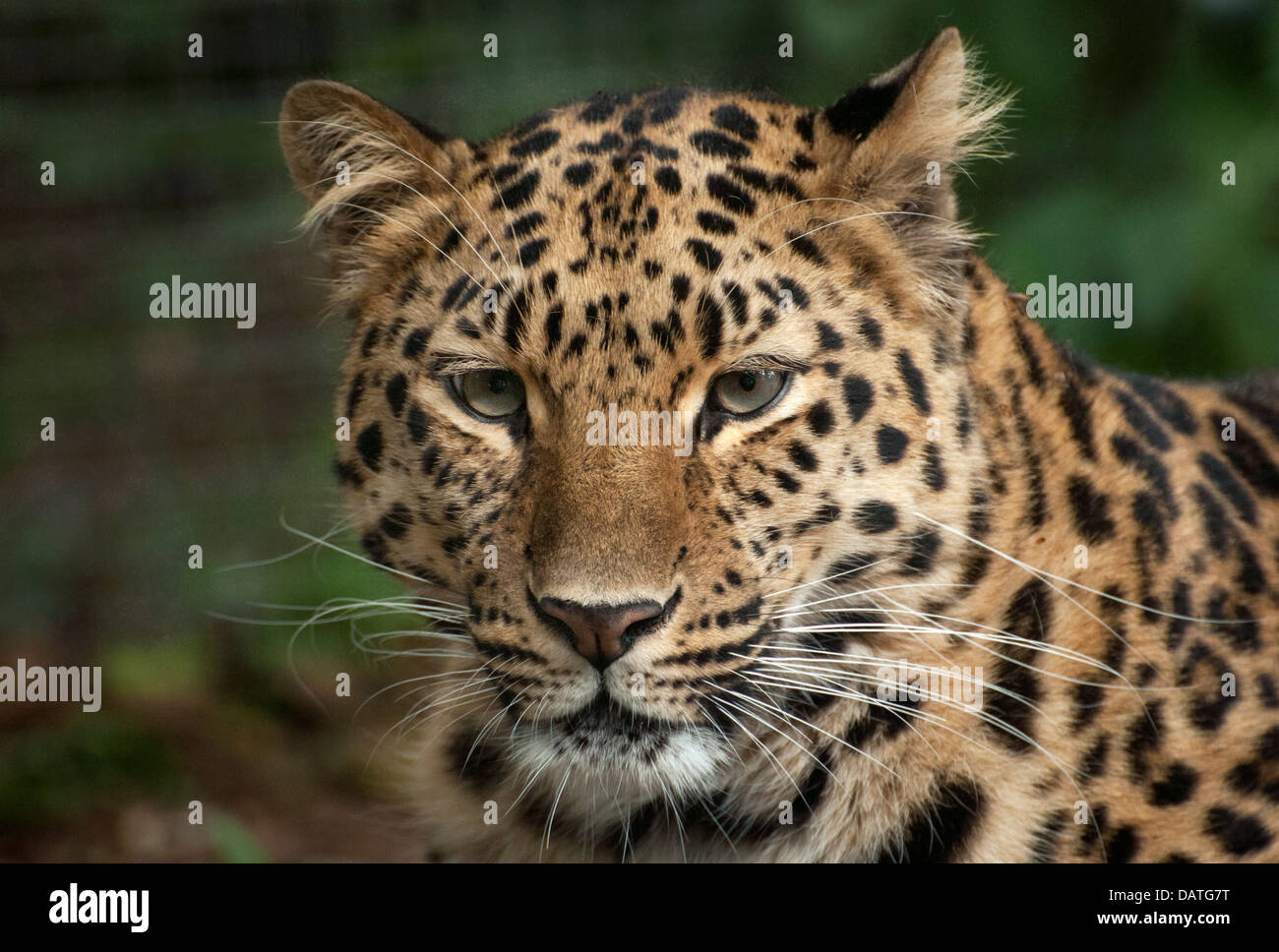 Amur leopard head hi-res stock photography and images - Alamy
