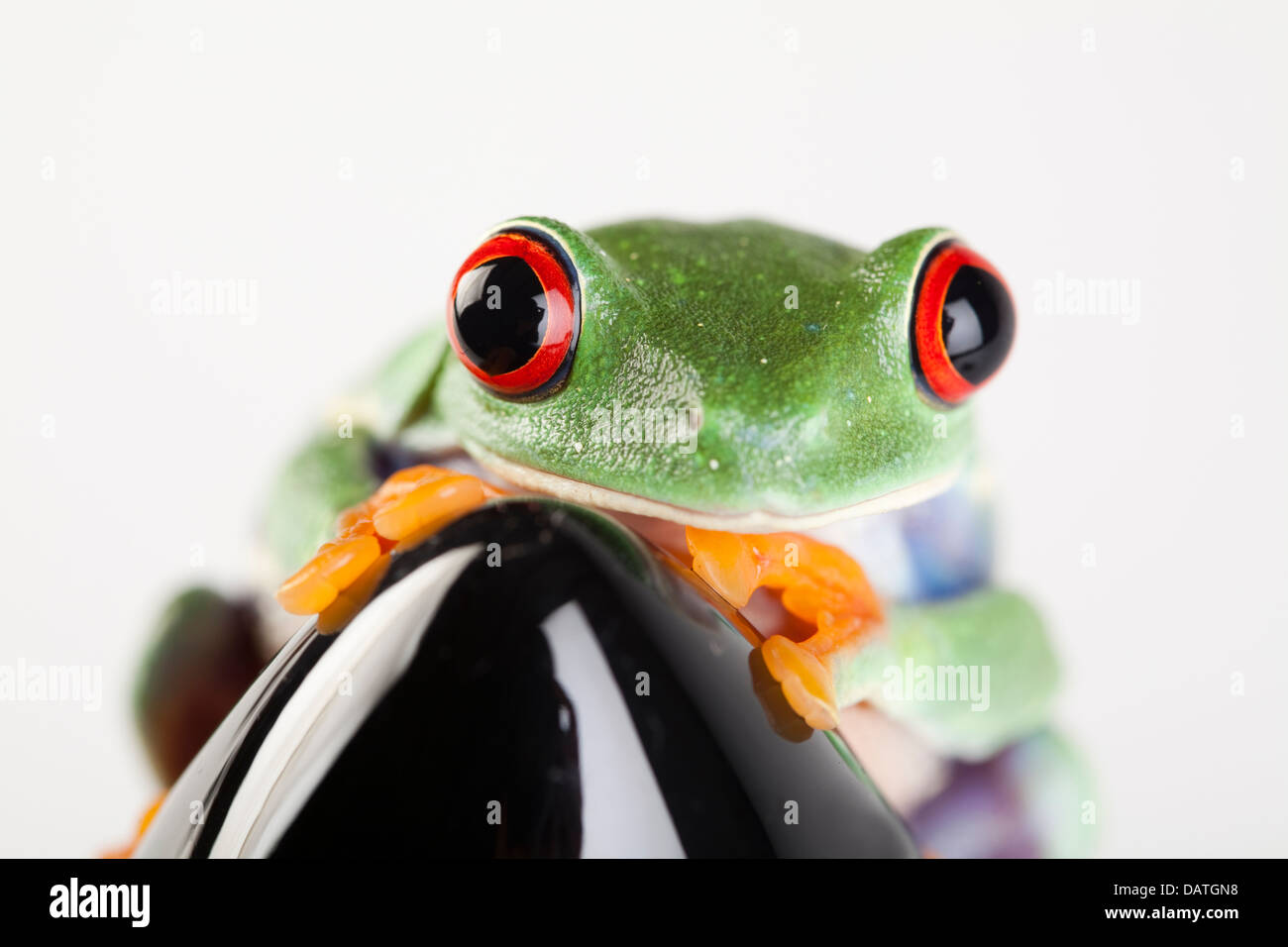 Frog - small animal red eyed Stock Photo - Alamy