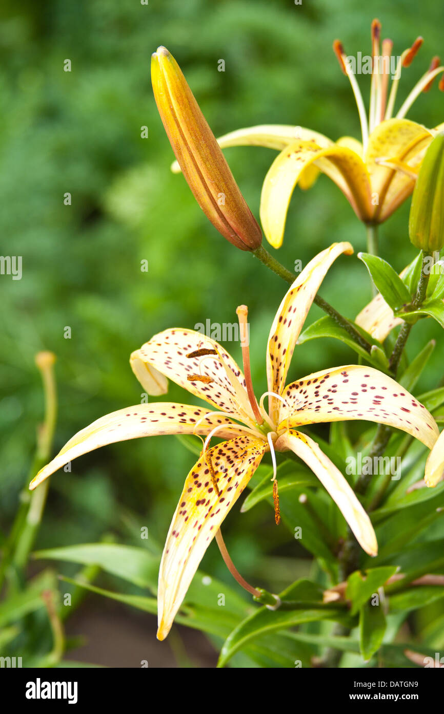 yellow lily flowers Stock Photo - Alamy
