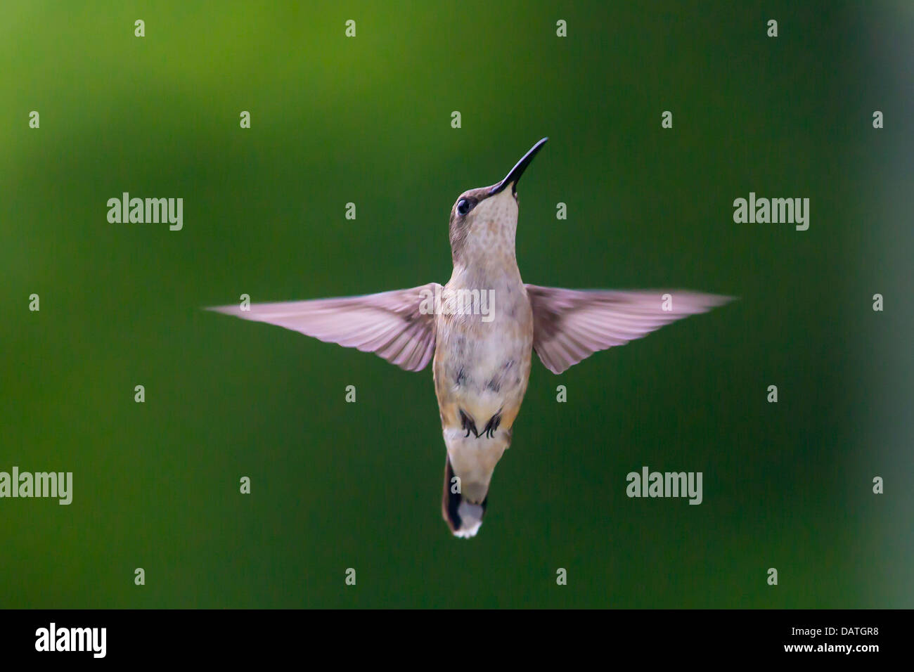 Hummingbird in flight aganist a plain green background Stock Photo - Alamy