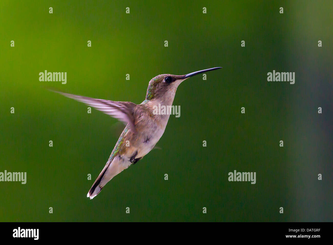 Hummingbird in flight aganist a plain green background Stock Photo - Alamy