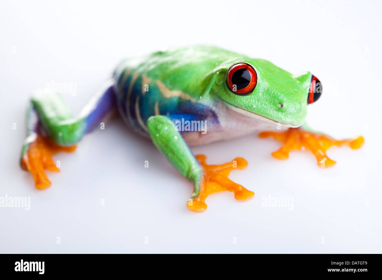 Small animal red eyed frog Stock Photo - Alamy