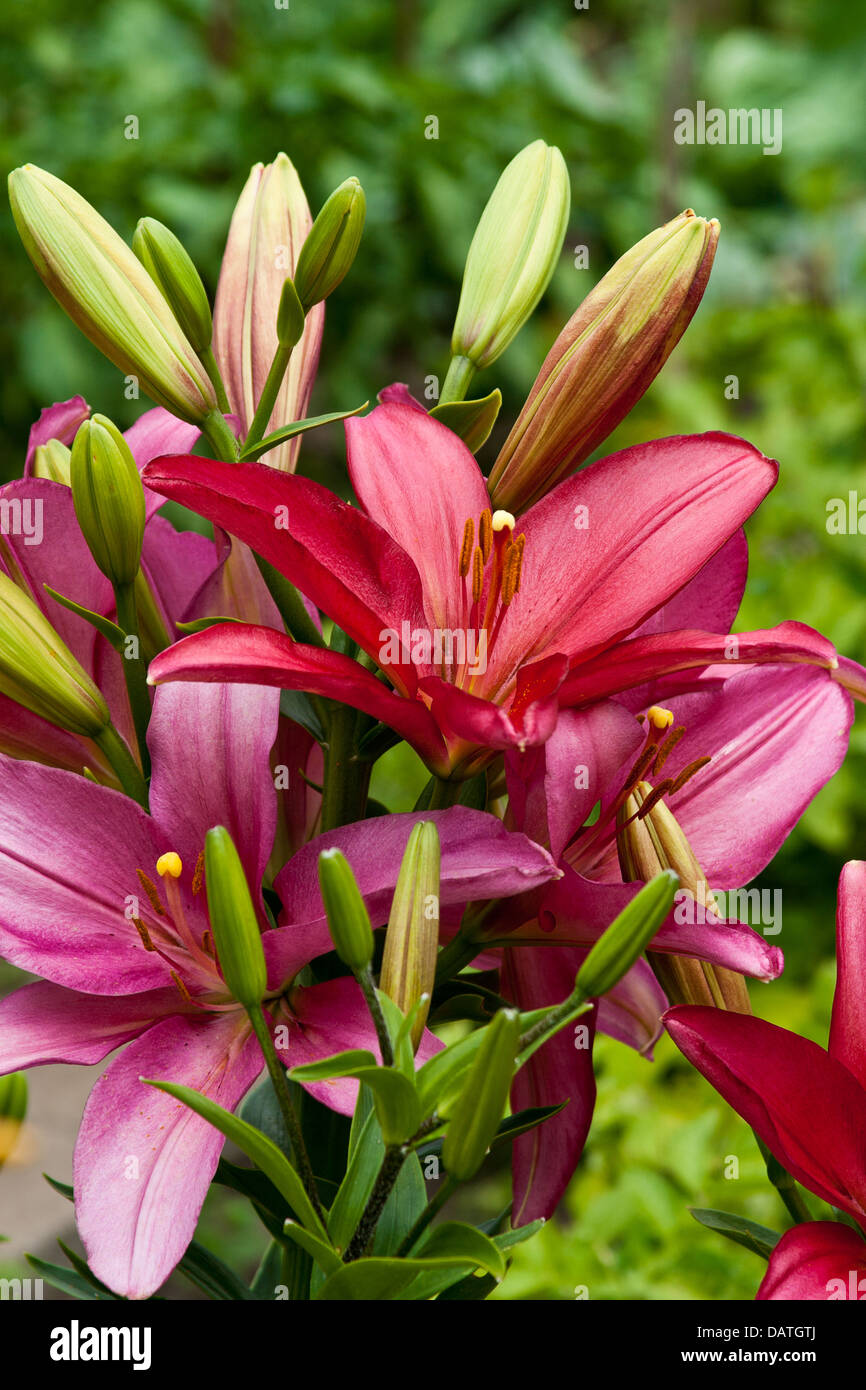 lilly flowers in the garden Stock Photo - Alamy