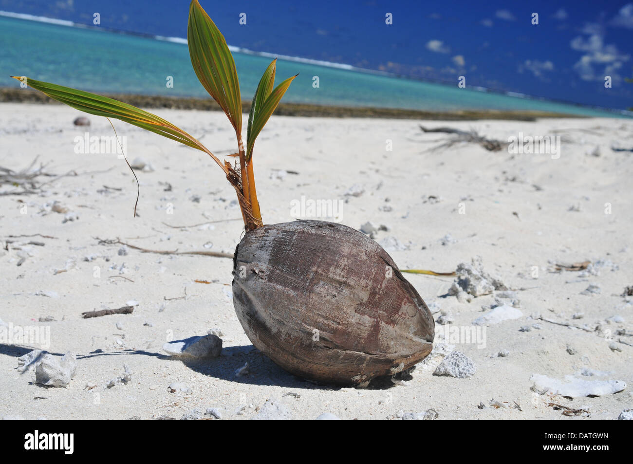 Coconut sprouting on the beach in the South Pacific Stock Photo - Alamy