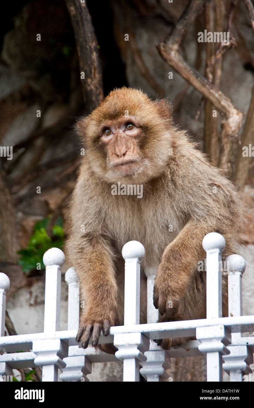 Gibraltar monkey (ape) or Barbary macaque (Macaca sylvanus Stock Photo ...