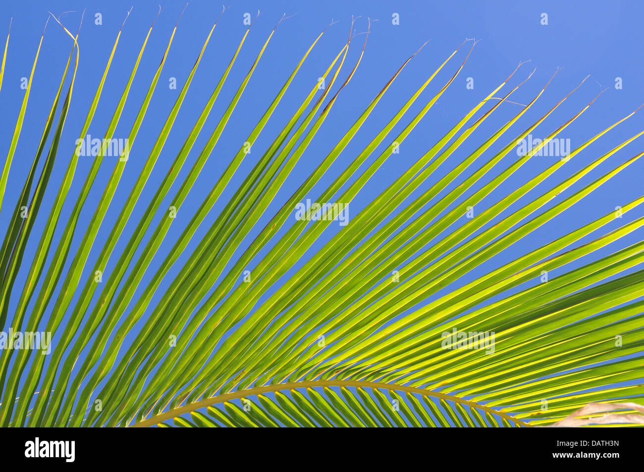 Palm Tree Branch Frond Stock Photo - Alamy