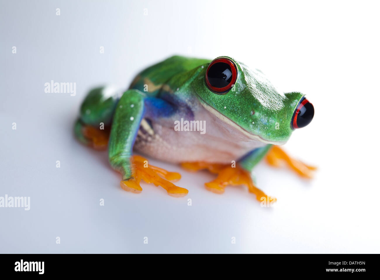 Frog - small animal red eyed Stock Photo - Alamy