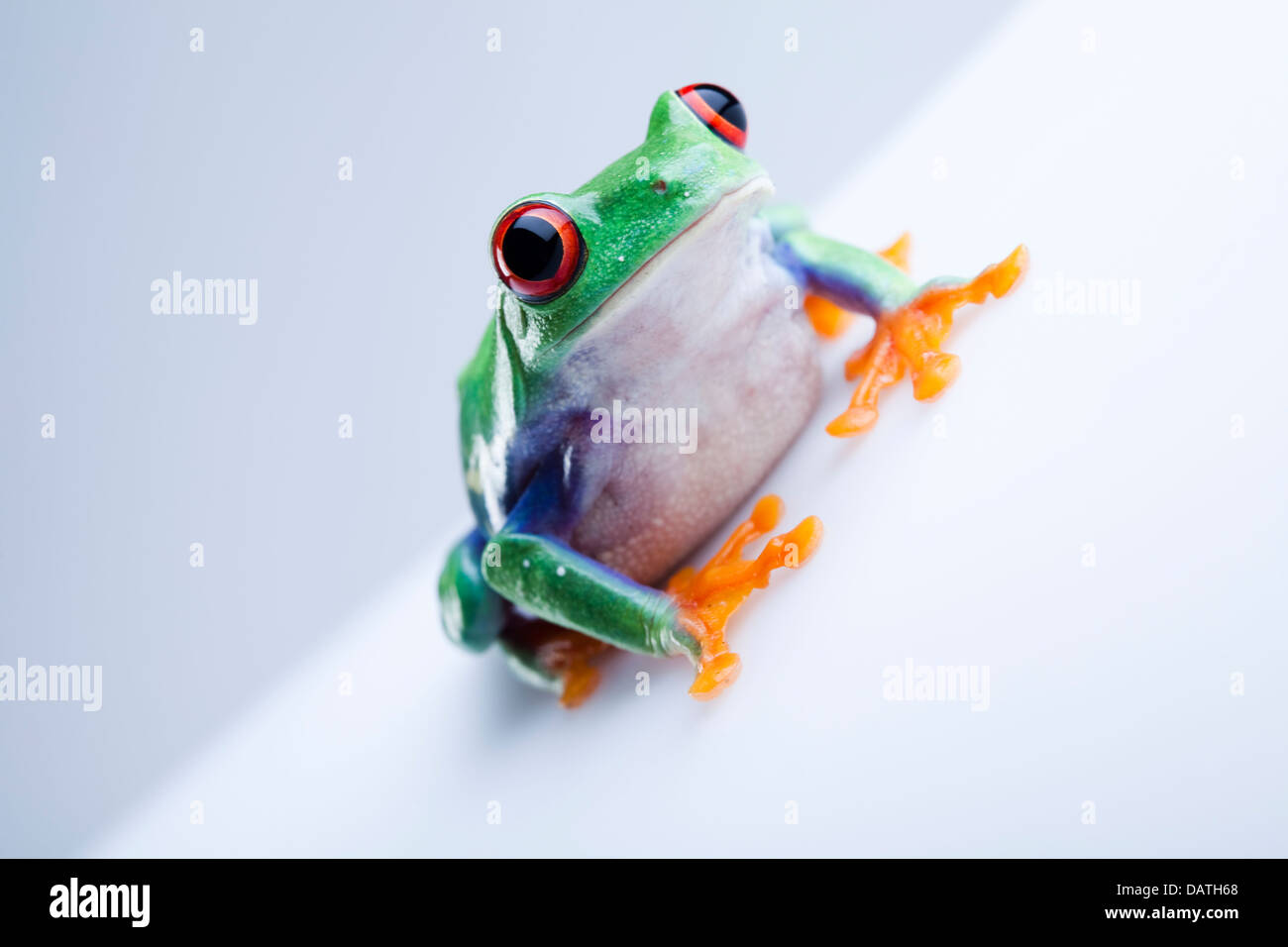 Frog abstraction hi-res stock photography and images - Alamy