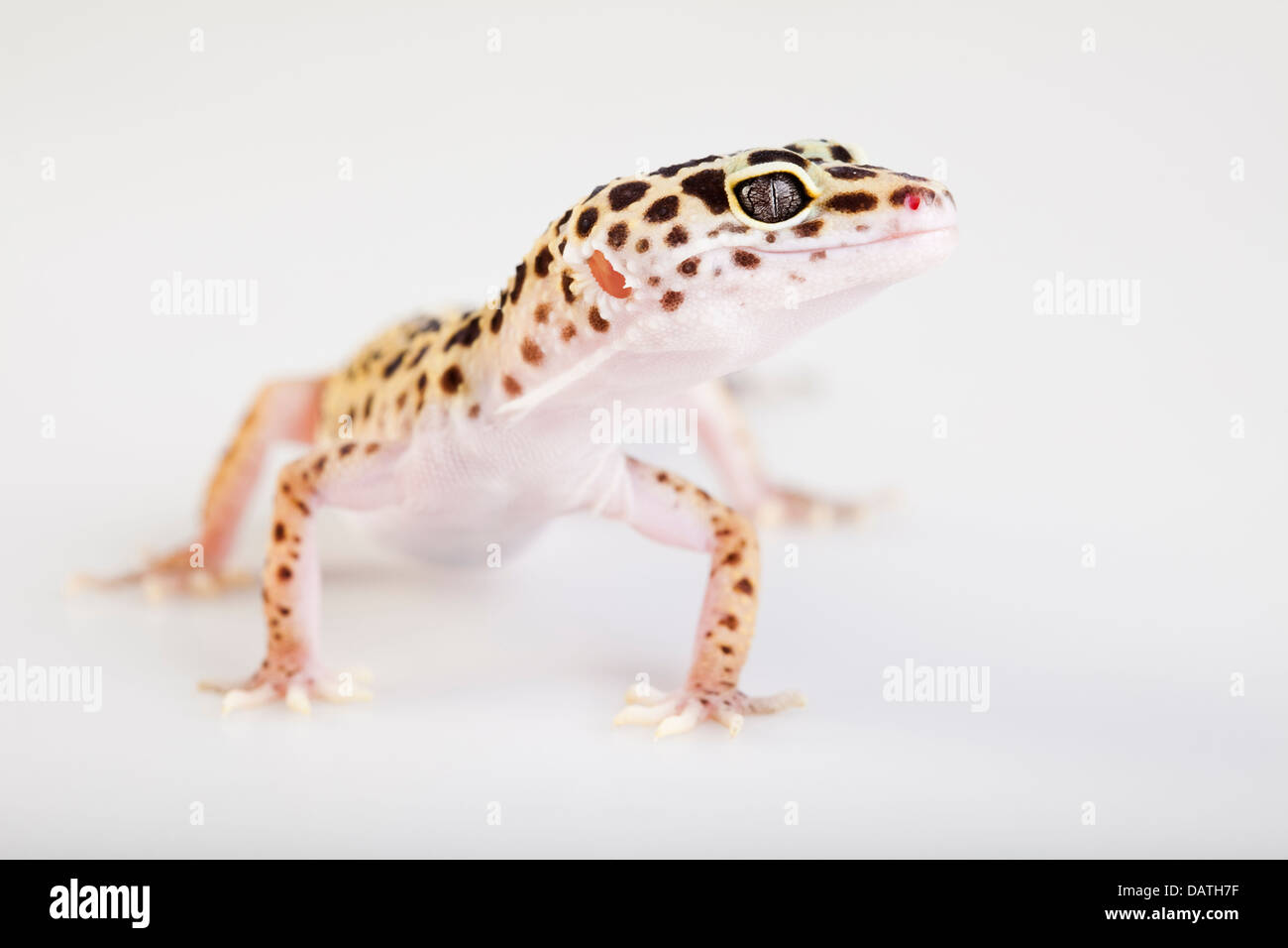 Leopard gecko closeup hi-res stock photography and images - Alamy