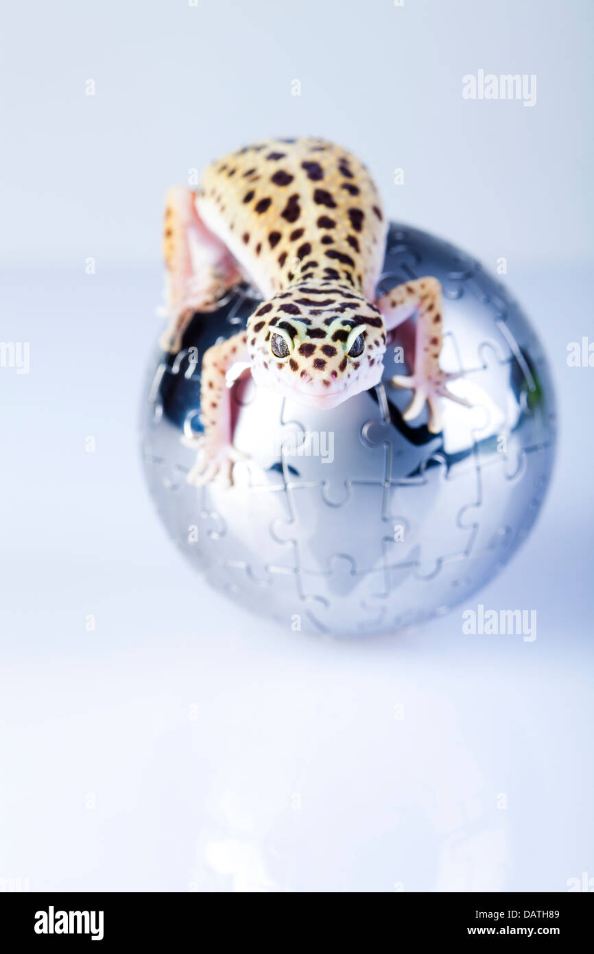 Gecko in globe Stock Photo - Alamy