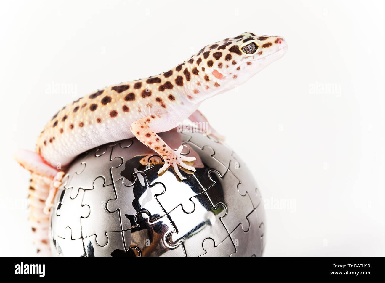 Gecko ecology hi-res stock photography and images - Alamy