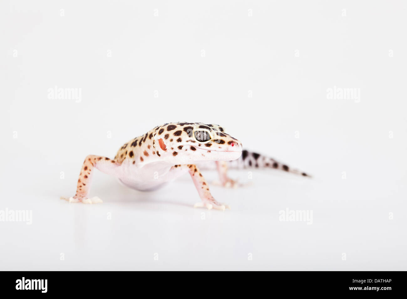 Small gecko reptile lizard Stock Photo - Alamy