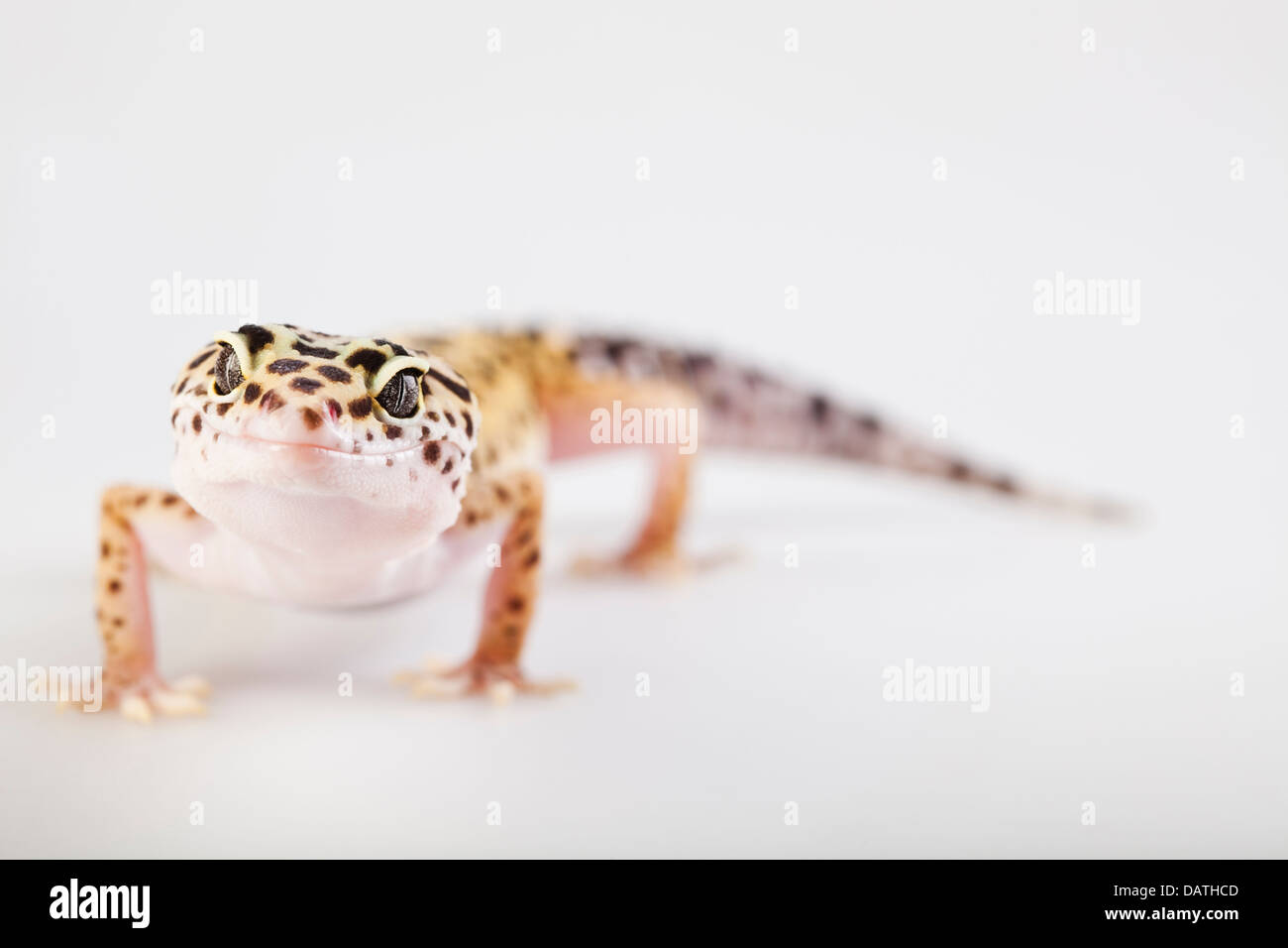Small gecko reptile lizard Stock Photo - Alamy