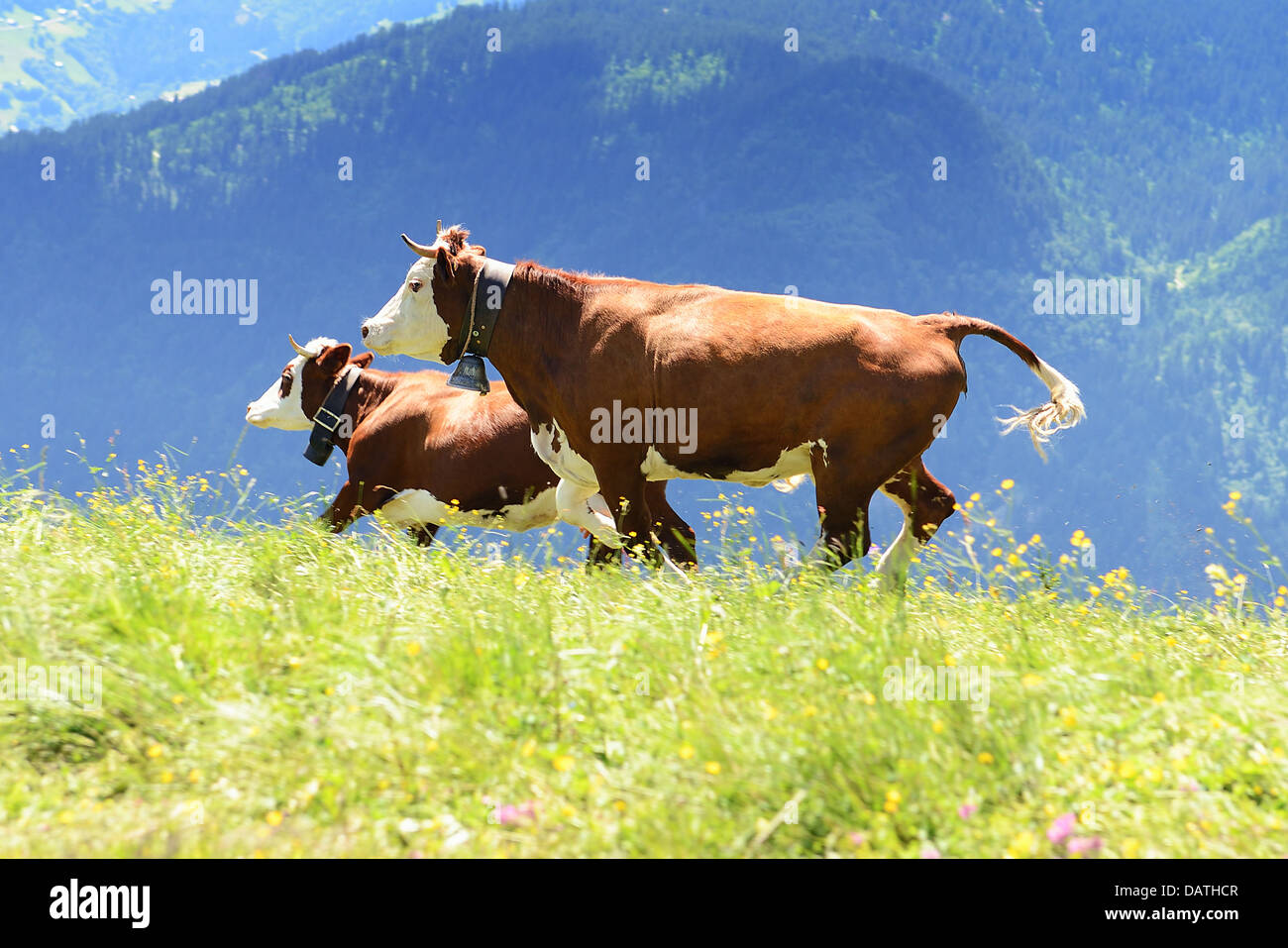Running cow hi-res stock photography and images - Alamy