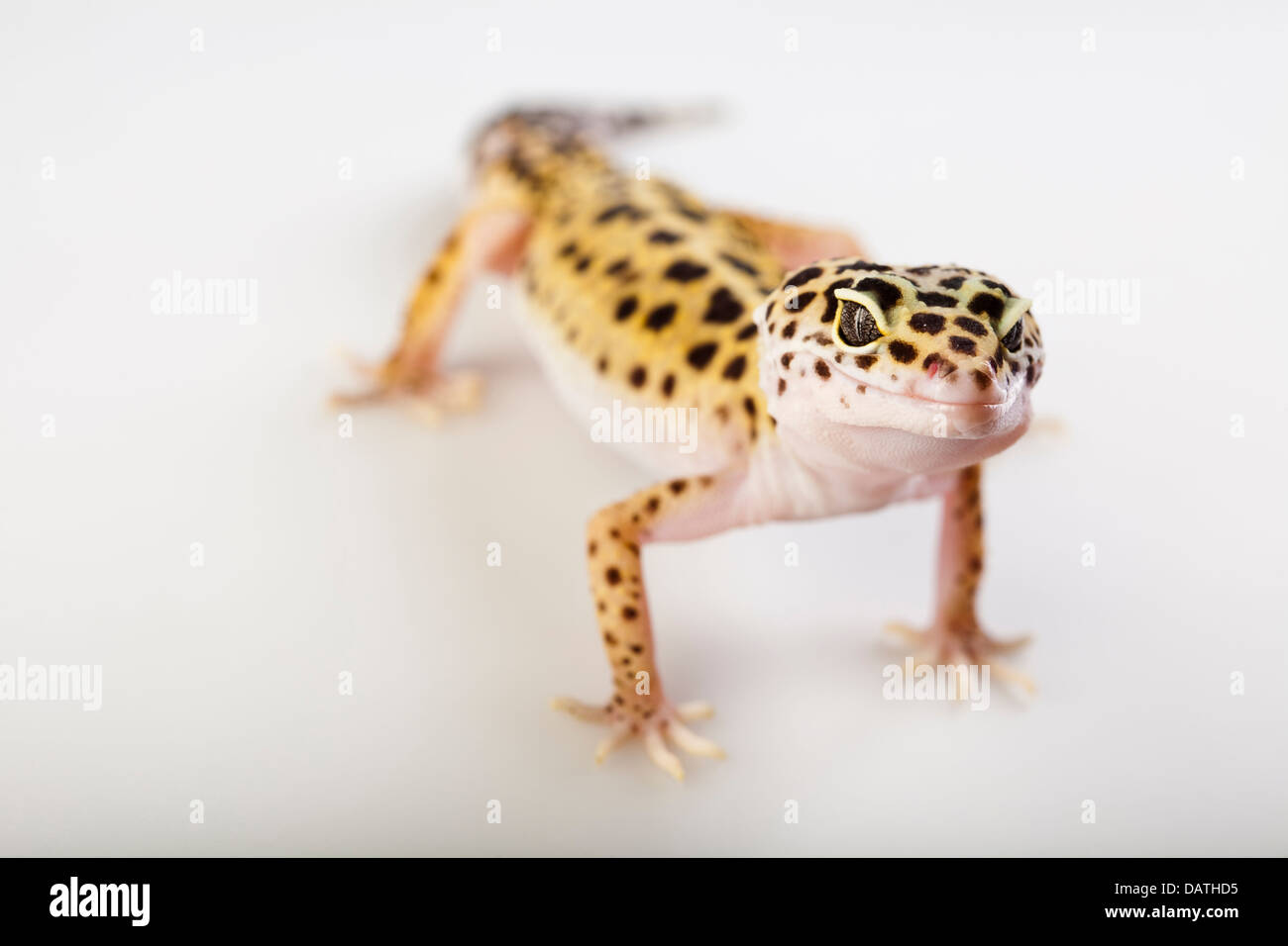 Small gecko reptile lizard Stock Photo - Alamy