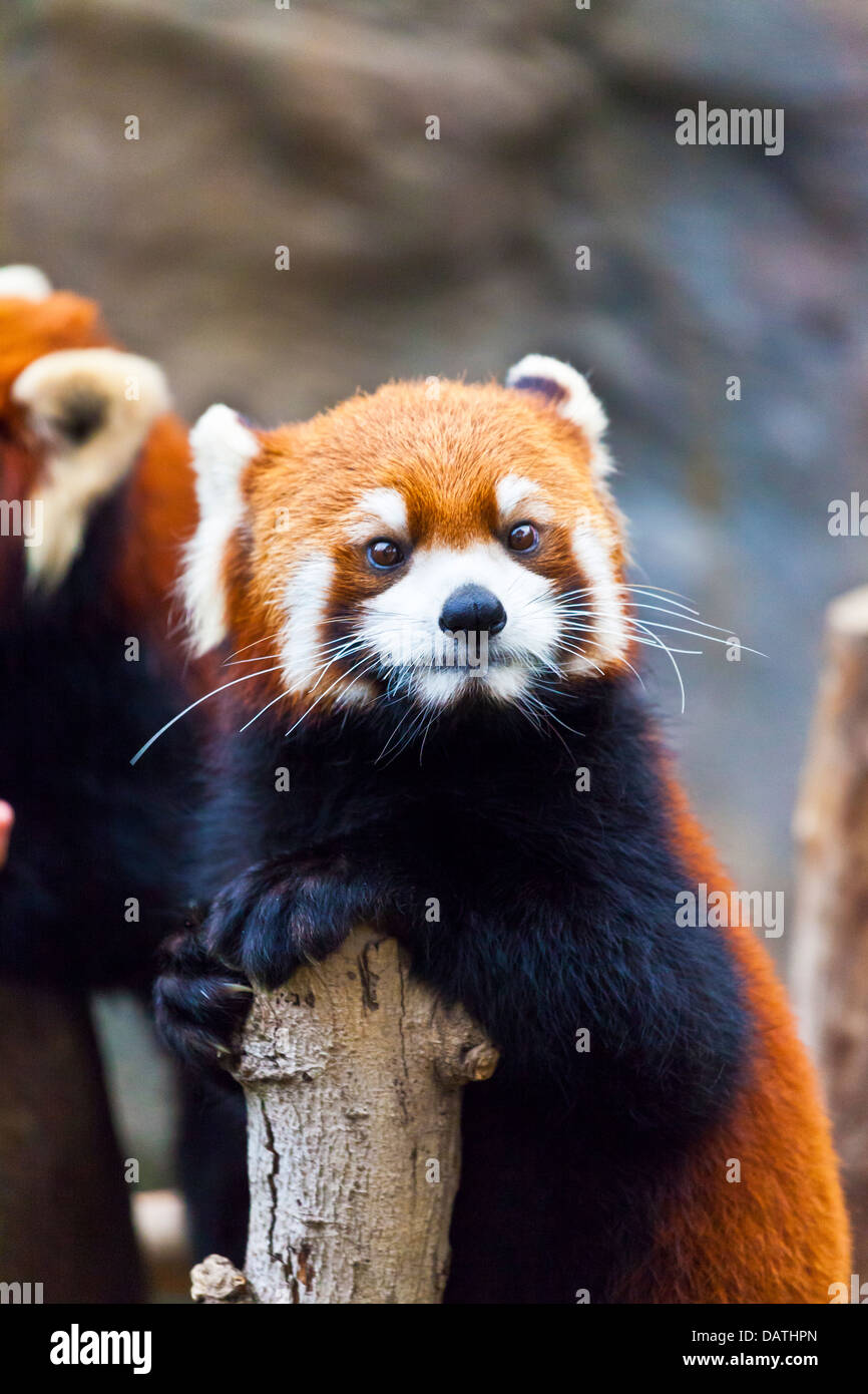Little red panda looking Stock Photo - Alamy