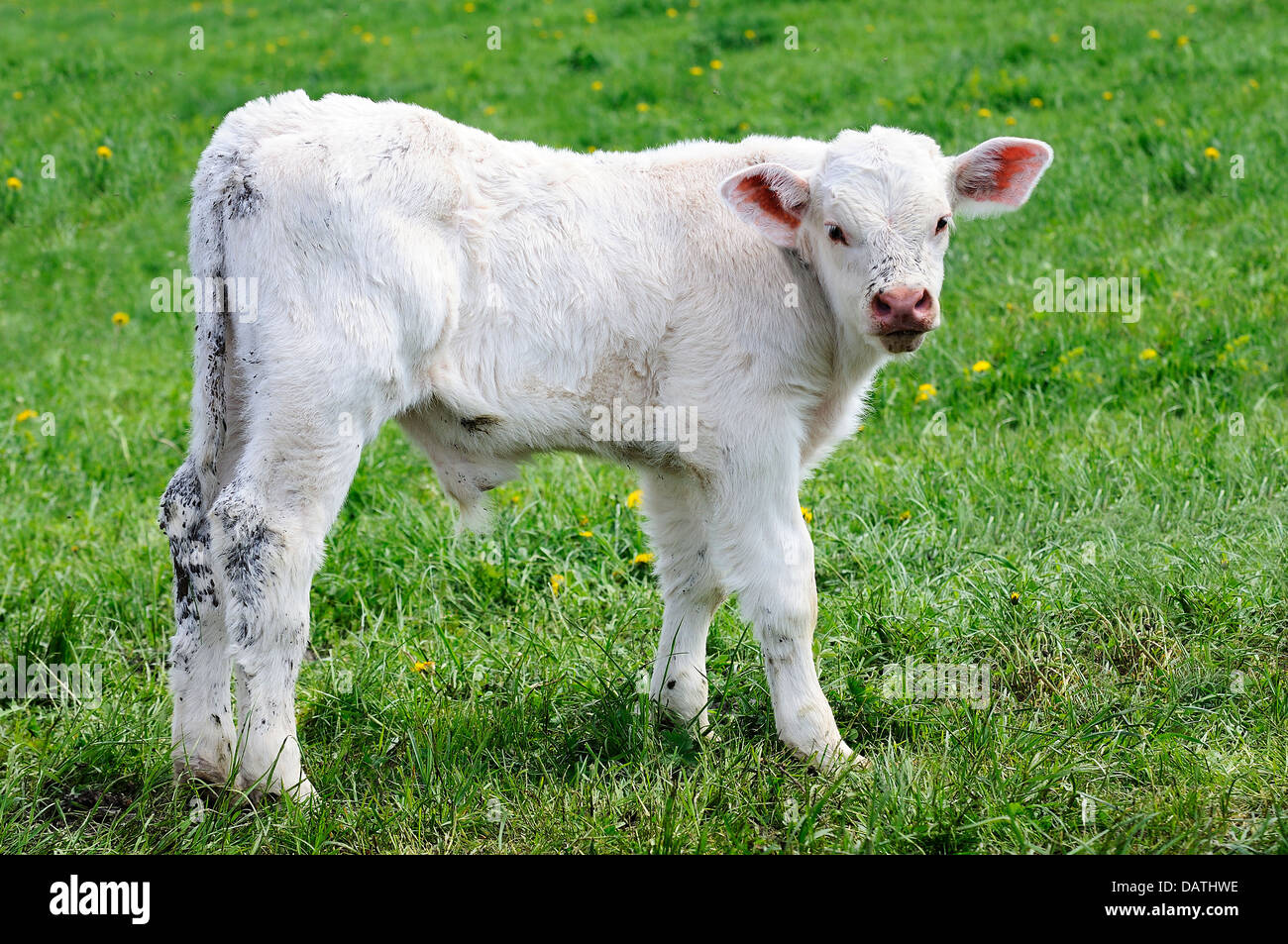 Calf of wild ox Stock Photo - Alamy
