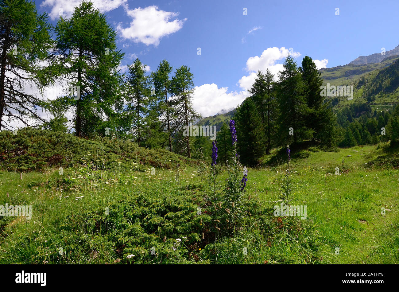 up the Fex Valley from Sils Maria, Engadine, Switzerland, gives you ...