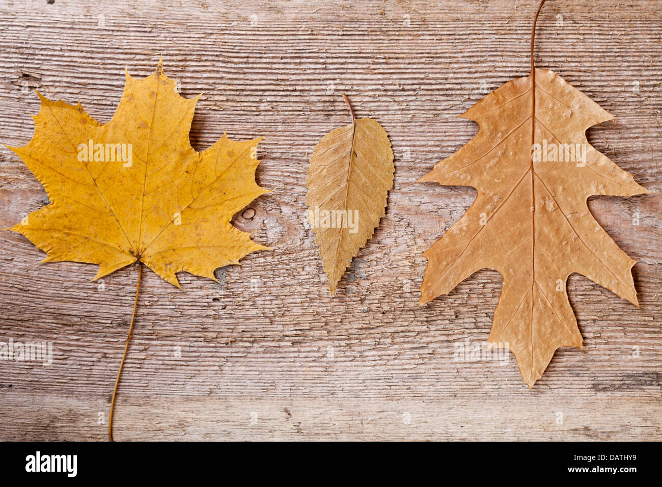 Three vertical leaves texture hi-res stock photography and images - Alamy
