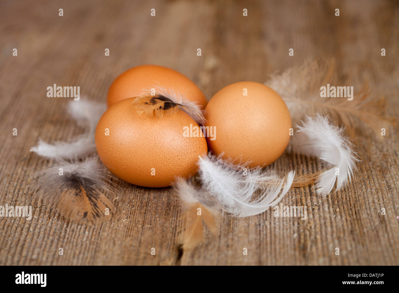 eggs and feathers Stock Photo - Alamy