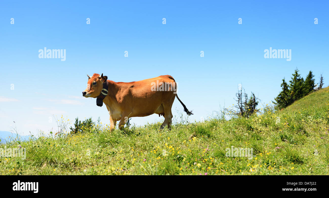 Alpine cow in summer Stock Photo - Alamy