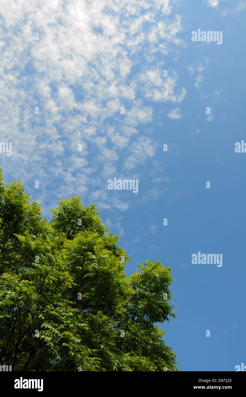 Altocumulus cloud formation hi-res stock photography and images - Alamy
